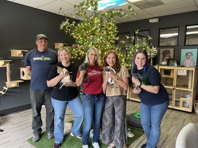 Las Vegas cat café gets a remodel in their effort to save homeless felines