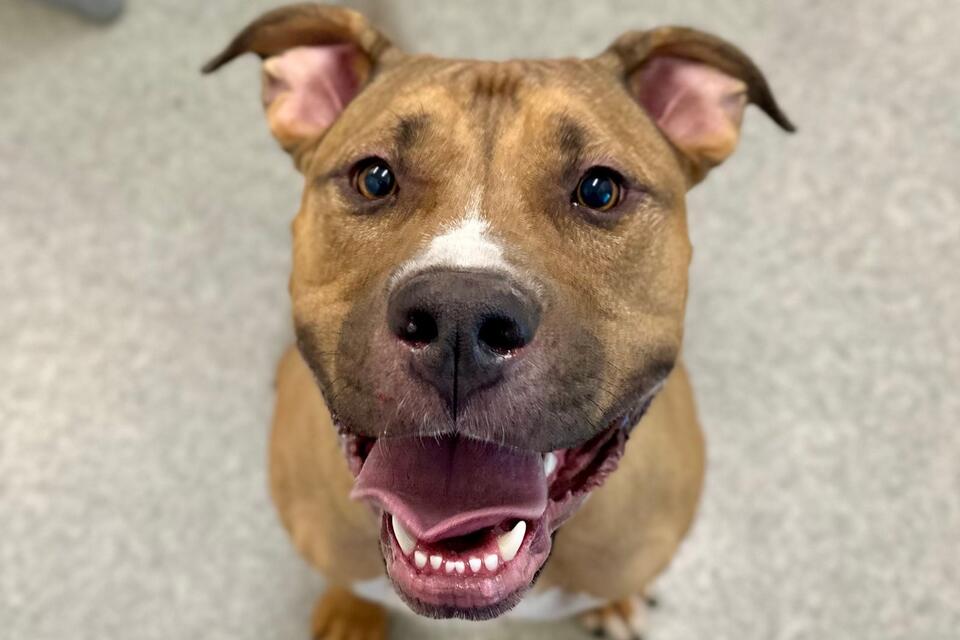 Pit Bull Mix Max Is Ready for Adoption in Northern Colorado - NewsBreak