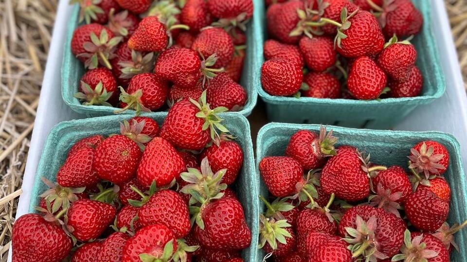 Jordan's Farm announces early closure of U-pick strawberry fields for ...