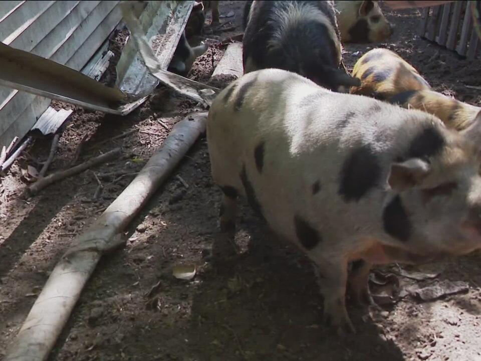 Three little pigs escape west Toledo home to go for ice cream; neighbors aren't happy