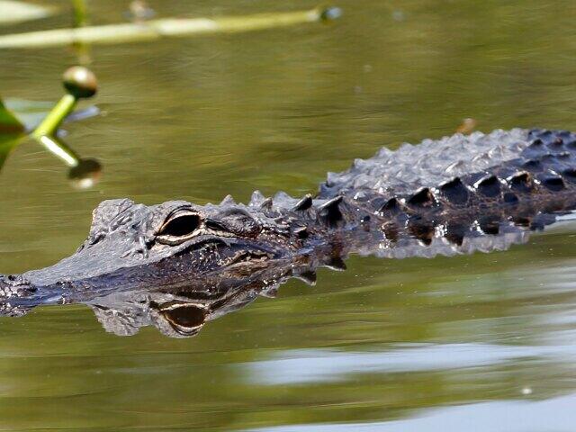 Recent alligator attacks reminder 'they're around us all the time'