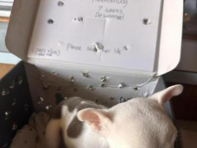 ‘Puppy Doe’ passes away following emergency surgery