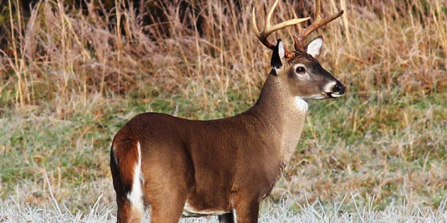 GA DNR new hunting, fishing regulations guidebook available online ...