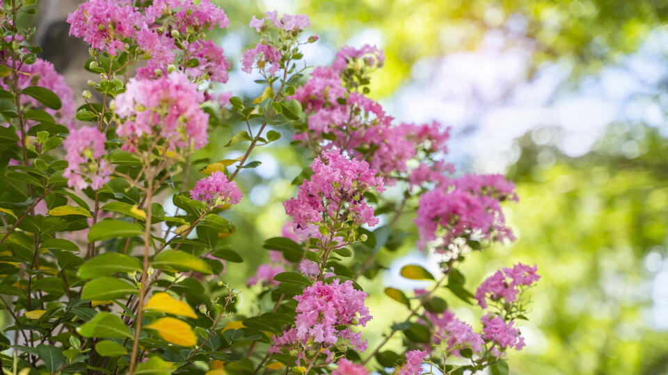 Is it necessary to deadhead crepe myrtle flowers? Expert advice for ...