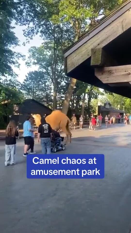 Two camels escaped the Cedar Point Amusement Park petting zoo in Ohio ...