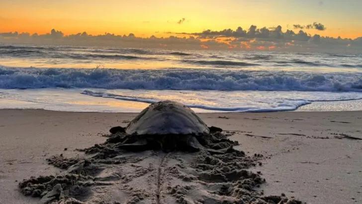 This Florida wildlife trail puts you face-to-face with wild sea turtles ...