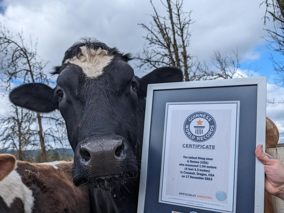 Meet Romeo, the world’s tallest living steer