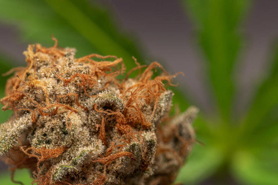 Oklahoma Marijuana Legalization Initiative Fails to Qualify for 2026 Ballot - NewsBreak