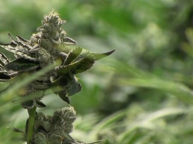 San Diego City Attorney's Office files lawsuit against 2 local smoke ...