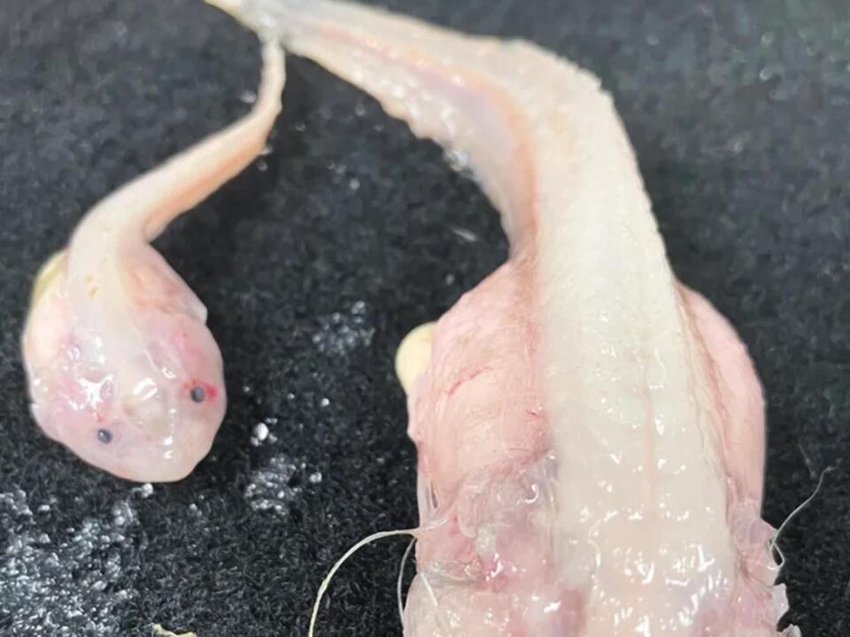 The deepest-ever fish has been caught on camera off Japan by scientists