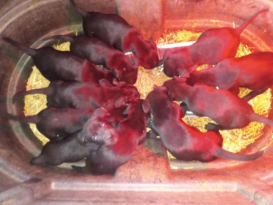 Marion County Board’s Animal Control Facebook page finds initial ...