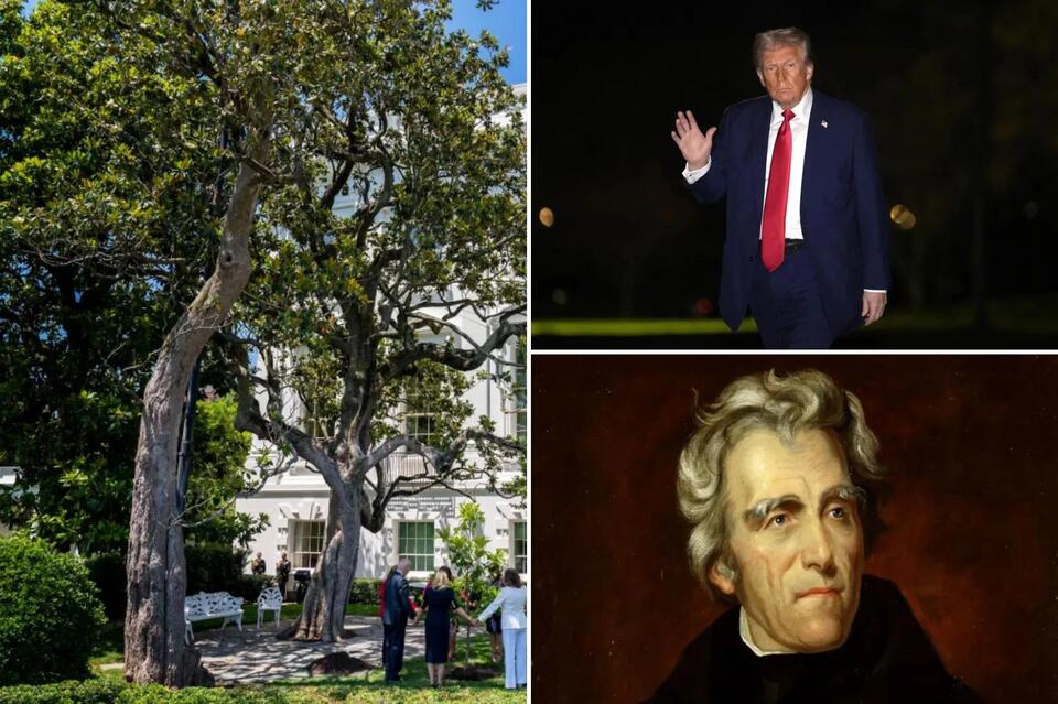 White House to cut down ‘dangerous’ magnolia tree planted by Andrew ...