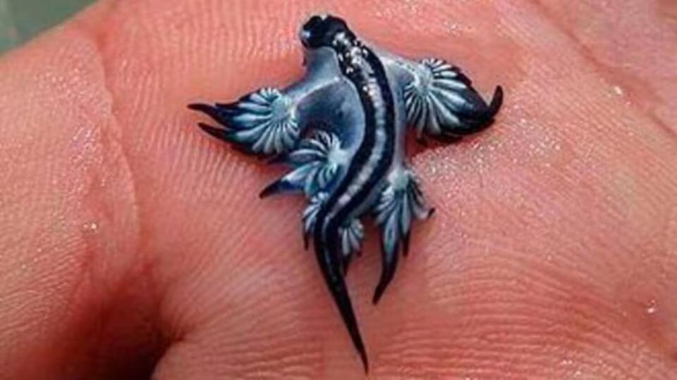 Beaches Shut as Venomous ‘Blue Dragon’ Sea Slugs Surge - NewsBreak