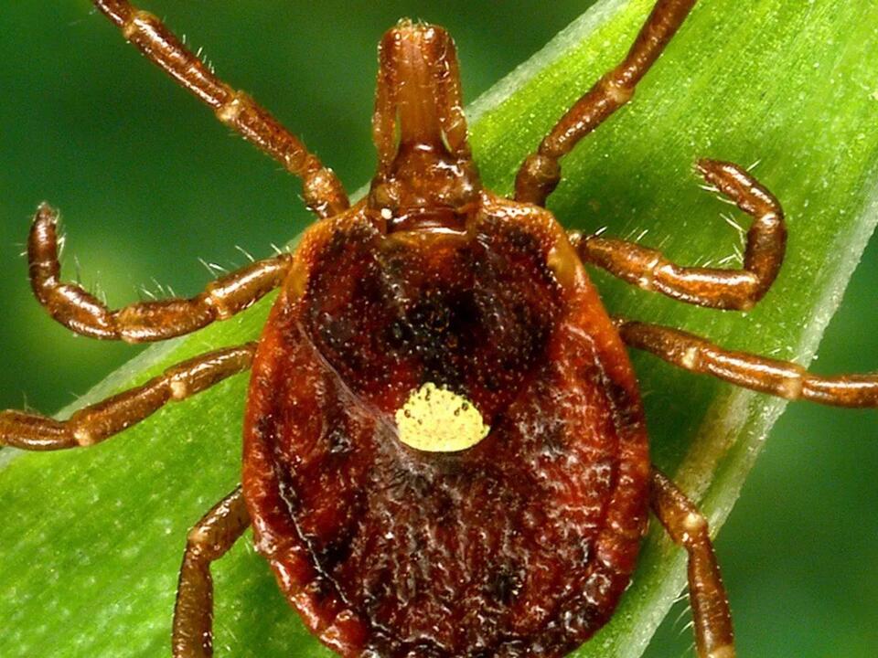 SC may face new tick & chigger-borne diseases, experts urge prevention
