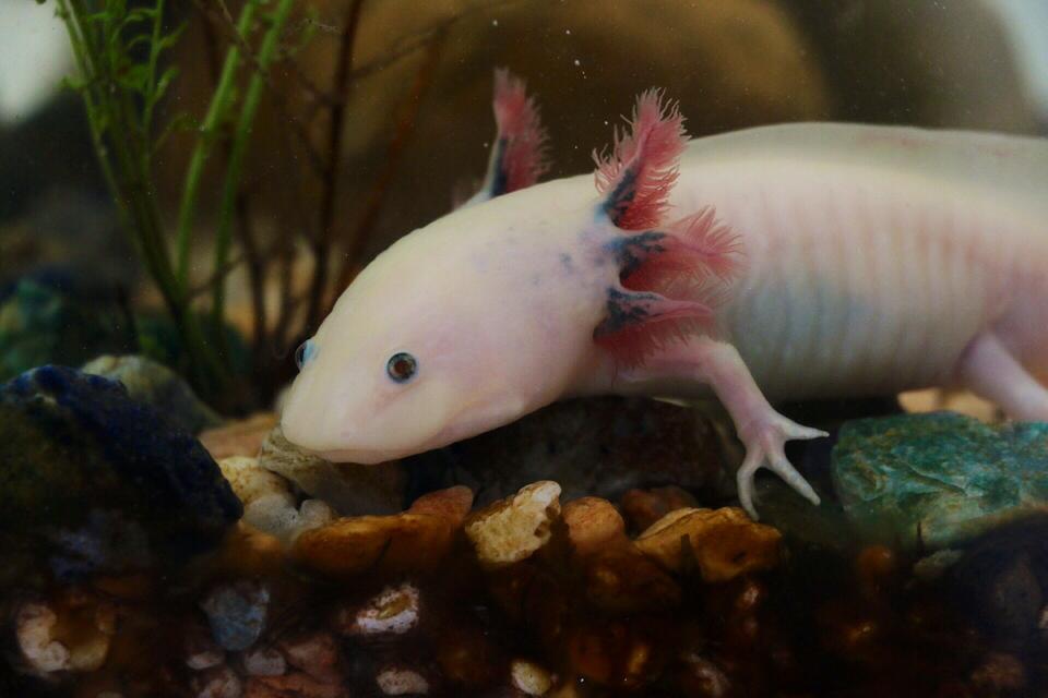 Alien-Looking Pets: The Weirdest Creatures You Can Ethically Keep in a ...