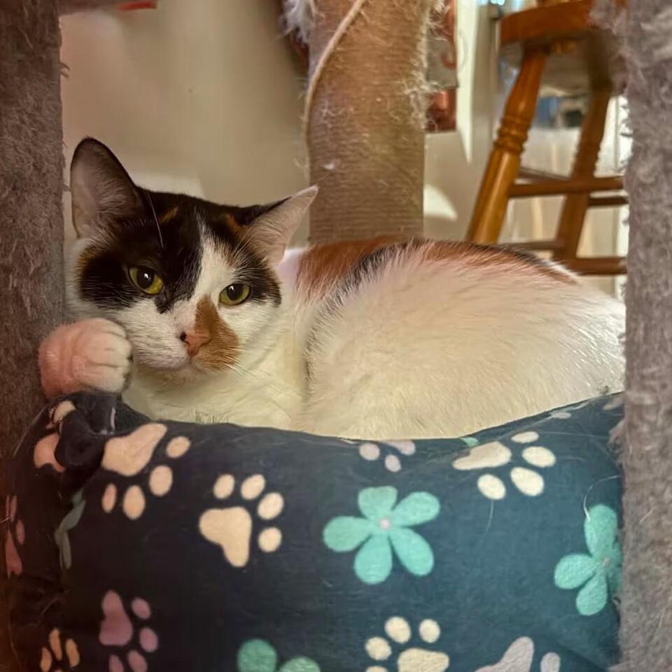 🐱 Sweet Shy And Playful Cats Ready For Adoption In Lansing Newsbreak