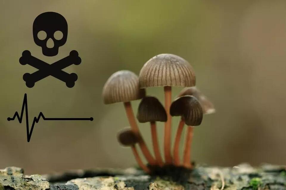 Identifying Poisonous Shrooms in Utah After Recent Death Report - NewsBreak