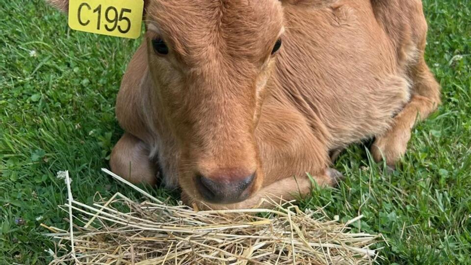 A neglected cow finds new home at CNYSPCA on Cow Appreciation Day ...