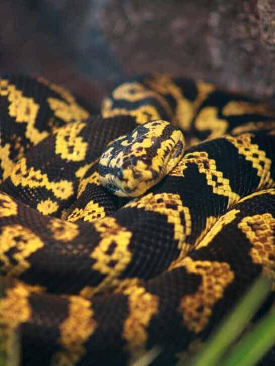 How Temperature Extremes Influence the Activity of Cold Blooded Animals ...