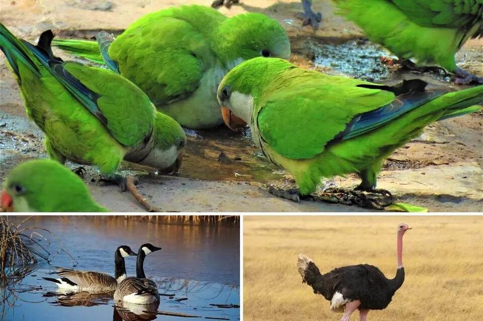 One Type of Exotic Bird Prohibited as a Pet in Colorado - NewsBreak
