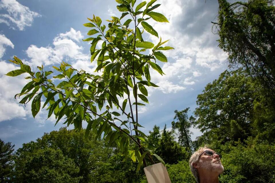 A new plan to revive American chestnut trees needs you - NewsBreak