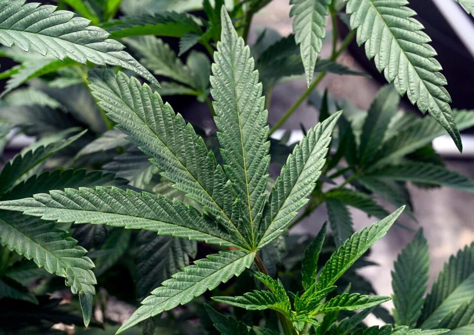 Mississippi marijuana dispensary owner sues state over advertising ban ...