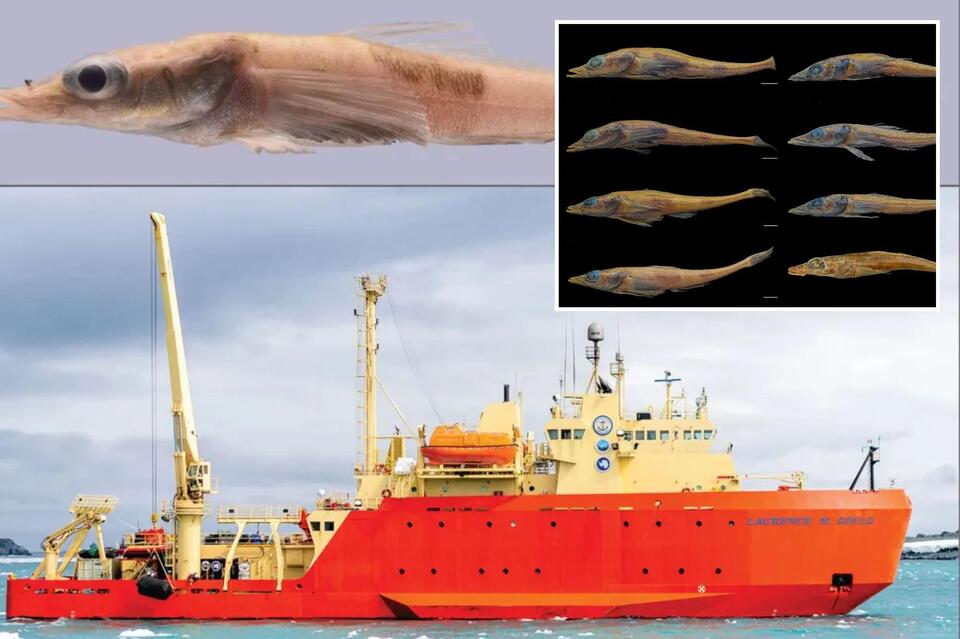 ‘Vulnerable’ 780K-year-old species of dragonfish discovered in ...
