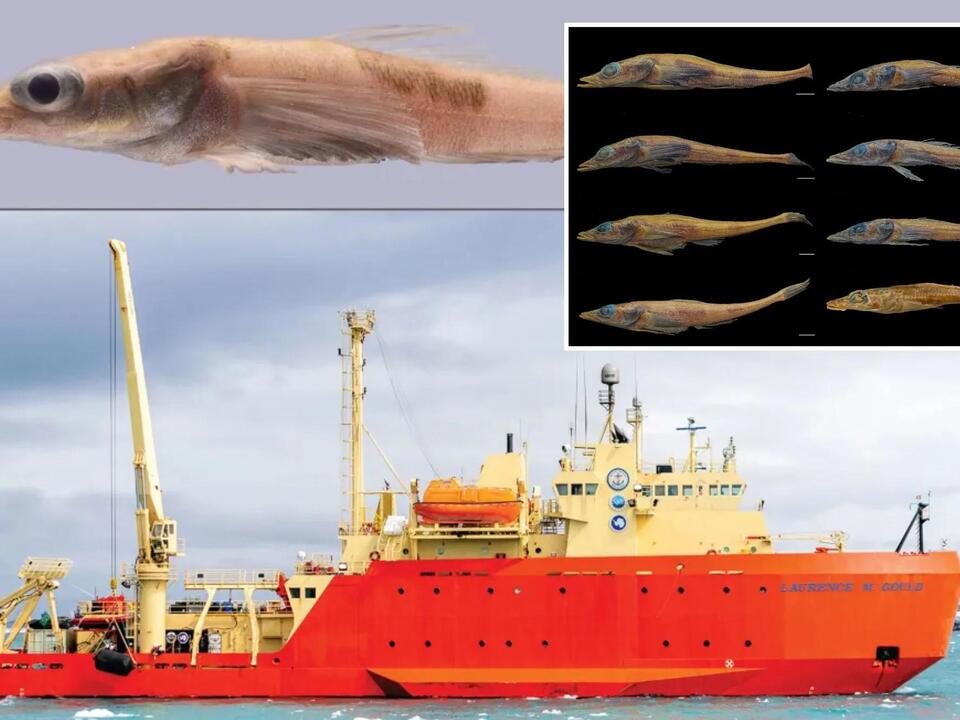 ‘Vulnerable’ 780K-year-old species of dragonfish discovered in Antarctic