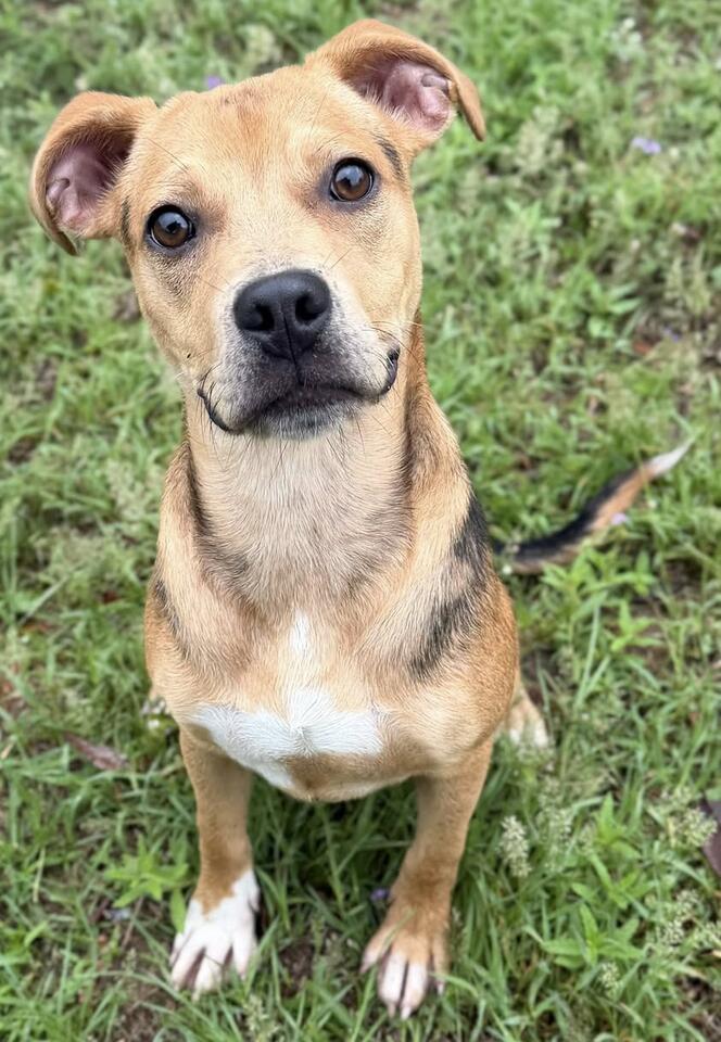 Five-Month-Old Puppy Available for Adoption - NewsBreak