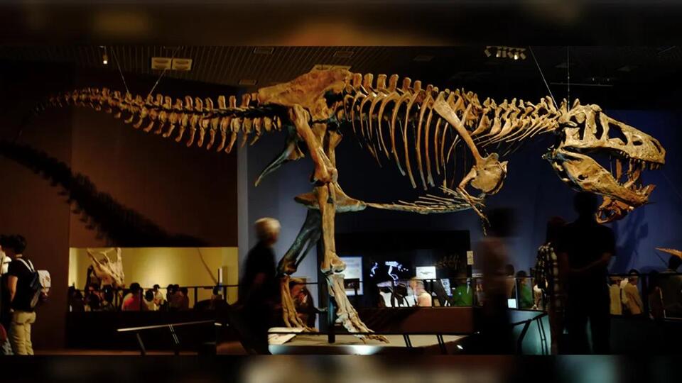 Meet Scotty, The Biggest T. Rex Ever Found Aka The “Rex Of Rexes ...