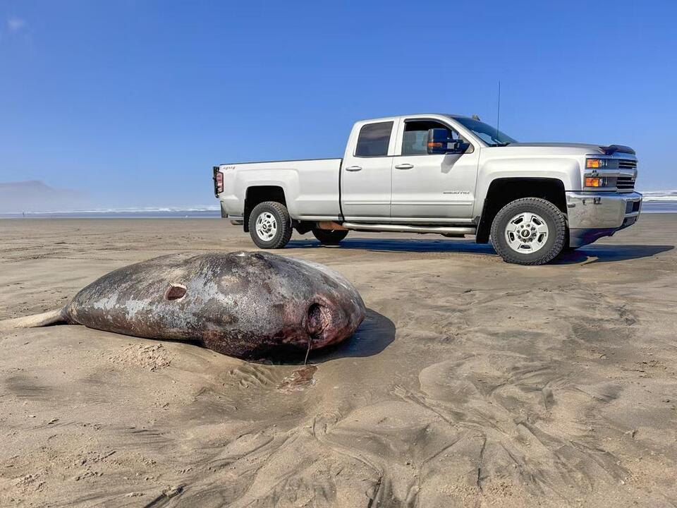 A huge rare sea creature has washed up on a public beach. It could be ...