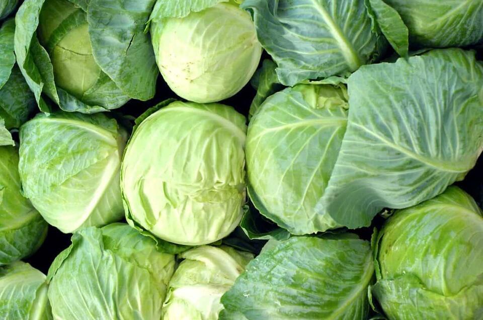 Cabbage overtakes cauliflower as a top food trend - NewsBreak