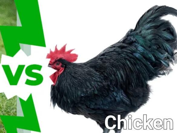 Hen vs Chicken: What’s the Difference?