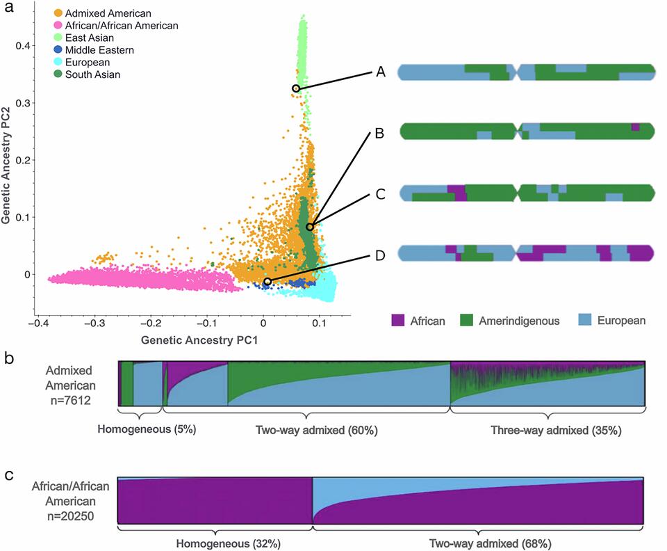 Improved allele frequencies in gnomAD through local ancestry inference ...