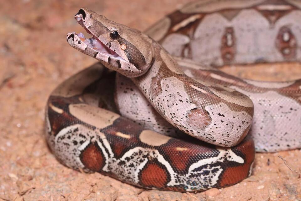 10 Facts About Red Tailed Boas and Why They Can Make Good Pets - NewsBreak
