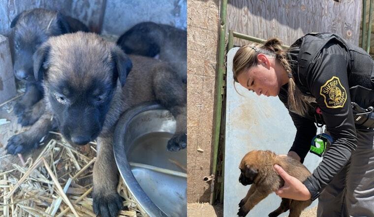 Santa Clara County Deputies Uncover Animal Neglect Case, Dogs Rescued ...