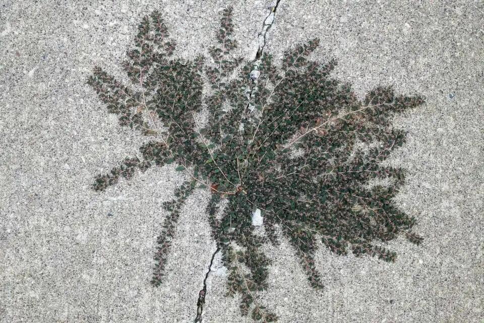 Homeowner shocked to find mysterious 'devil plant' taking over lawn ...