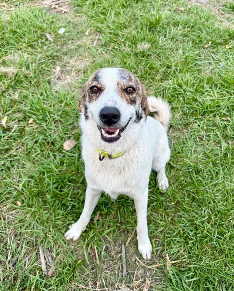 🐶 Gentle and Loyal Dogs Waiting for Adoption in Bushnell - NewsBreak
