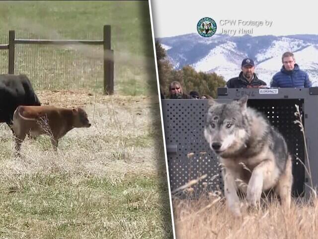 CPW docs track livestock killed by wolves, show they have moved east of divide