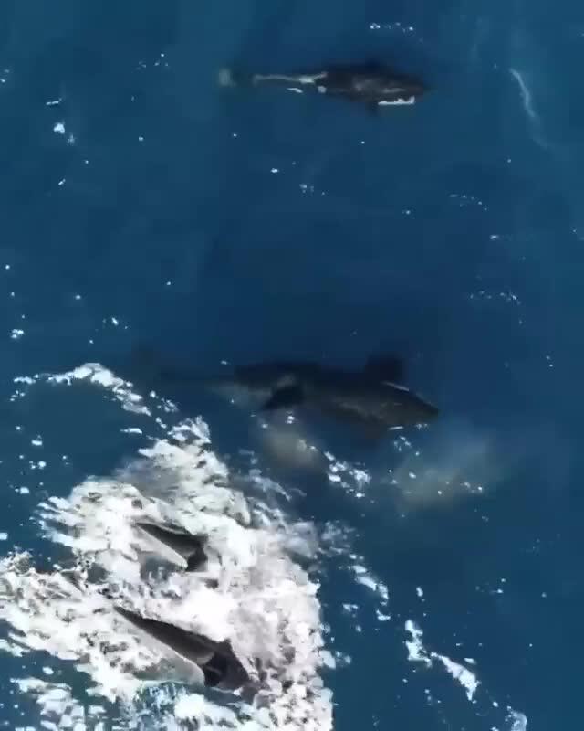 Widely admired for their majesty and stature, orca whales, also known ...