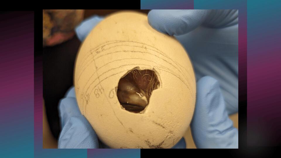 L.A. Zoo welcomes 5 Calif. condor hatchlings, more to come - NewsBreak