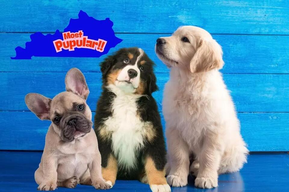 Most Beloved Dog Breed In Kentucky Revealed - NewsBreak