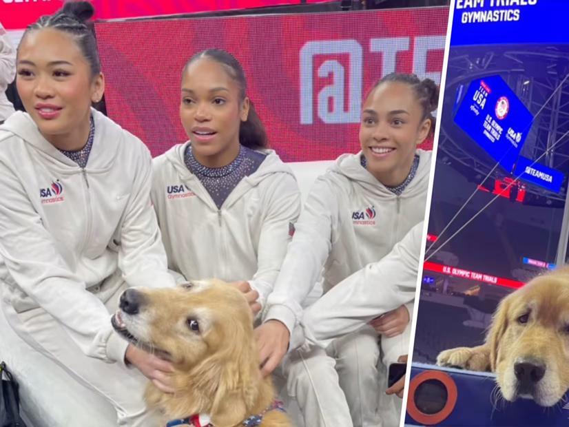 US Olympic gymnastics therapy dog goes viral after Suni Lee sends him ...