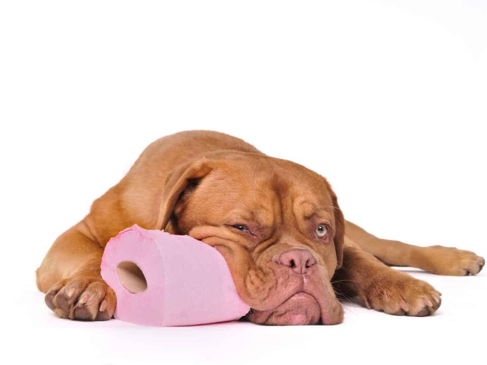 Is Your Dog Throwing Up White Foam? 10 Reasons and Treatments