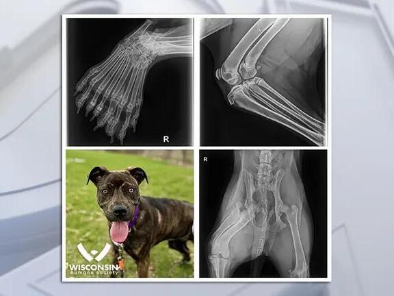 Wisconsin Humane Society: 5-legged dog to be up for adoption in Kenosha