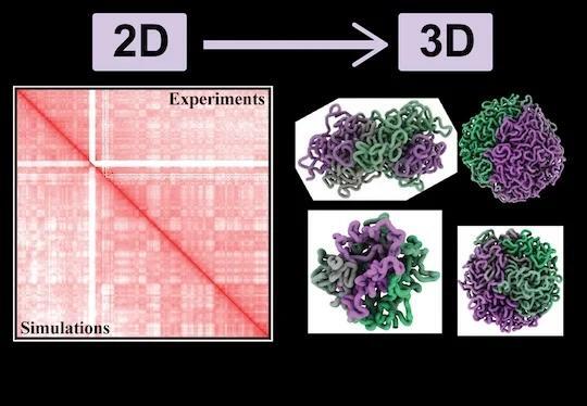 New data-driven 3D chromosome model reveals structural and dynamic ...