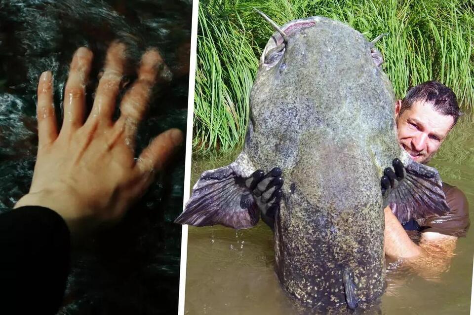 The Wild World Of Noodling Catfish With Bare Hands: Know the Risks and ...