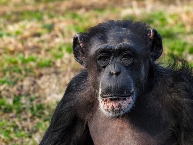 Tulsa Zoo mourns 50-year-old chimp 'Jodie'