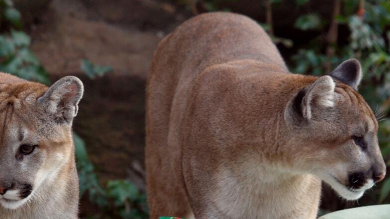 5 Mountain Lions Filmed at Once by Home Security Camera - NewsBreak