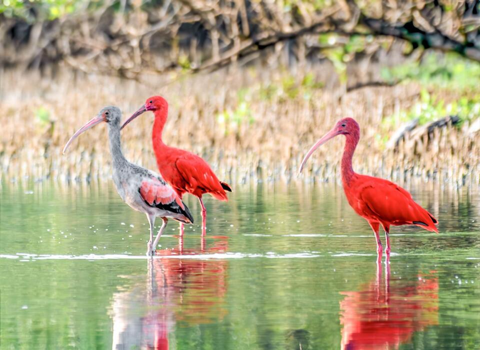 A Scarlet Ibis Family in the Fish Bay Pond on St. John! - NewsBreak